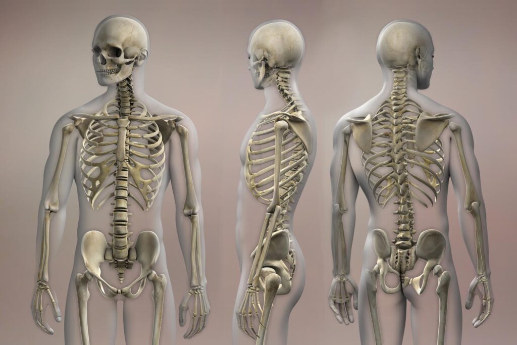 Antibiotic perturbation of the gut microbiota influences bone development