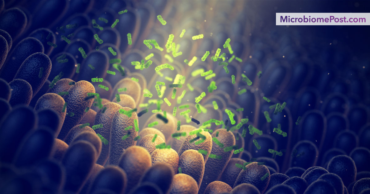 A study suggests that B. fragilis adapts within healthy people microbiomes