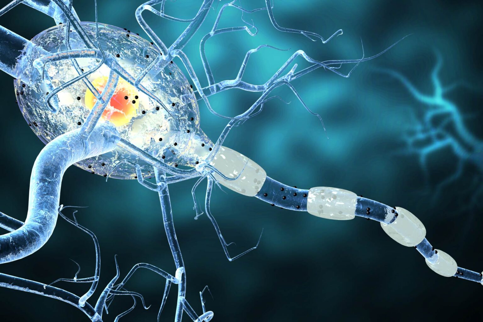 Gut bacteria worsen symptoms of multiple sclerosis in mice