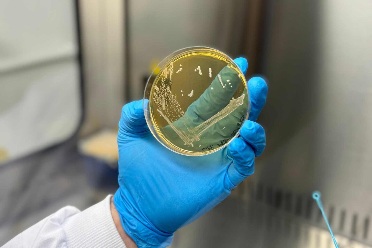 Novonesis: a new dawn for global biosolutions