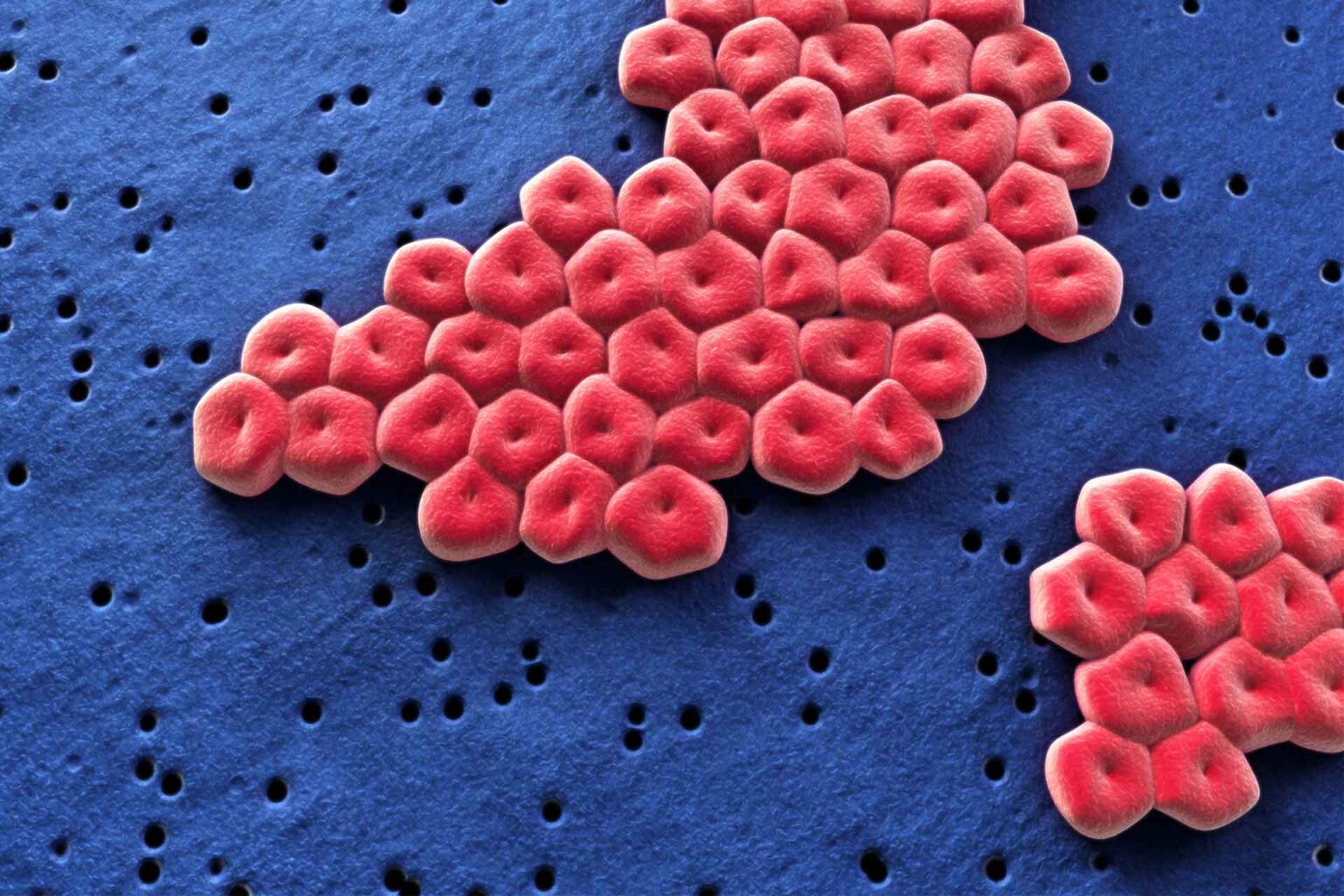 Novonesis: a new dawn for global biosolutions